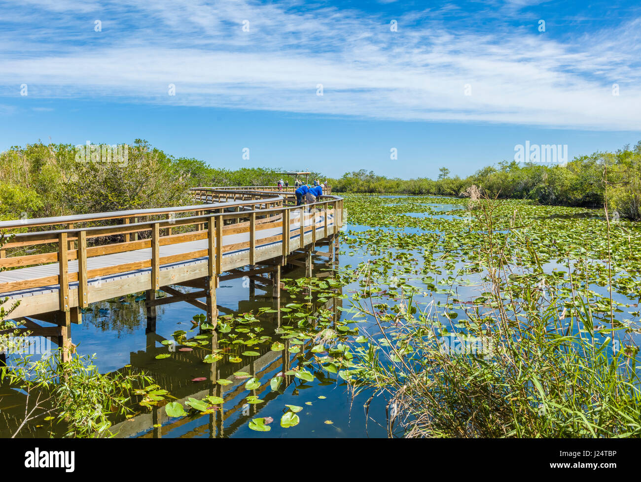 The popular Anhinga Trail at the Royal Palms Visitor Center though sawgrass marsh in the ...