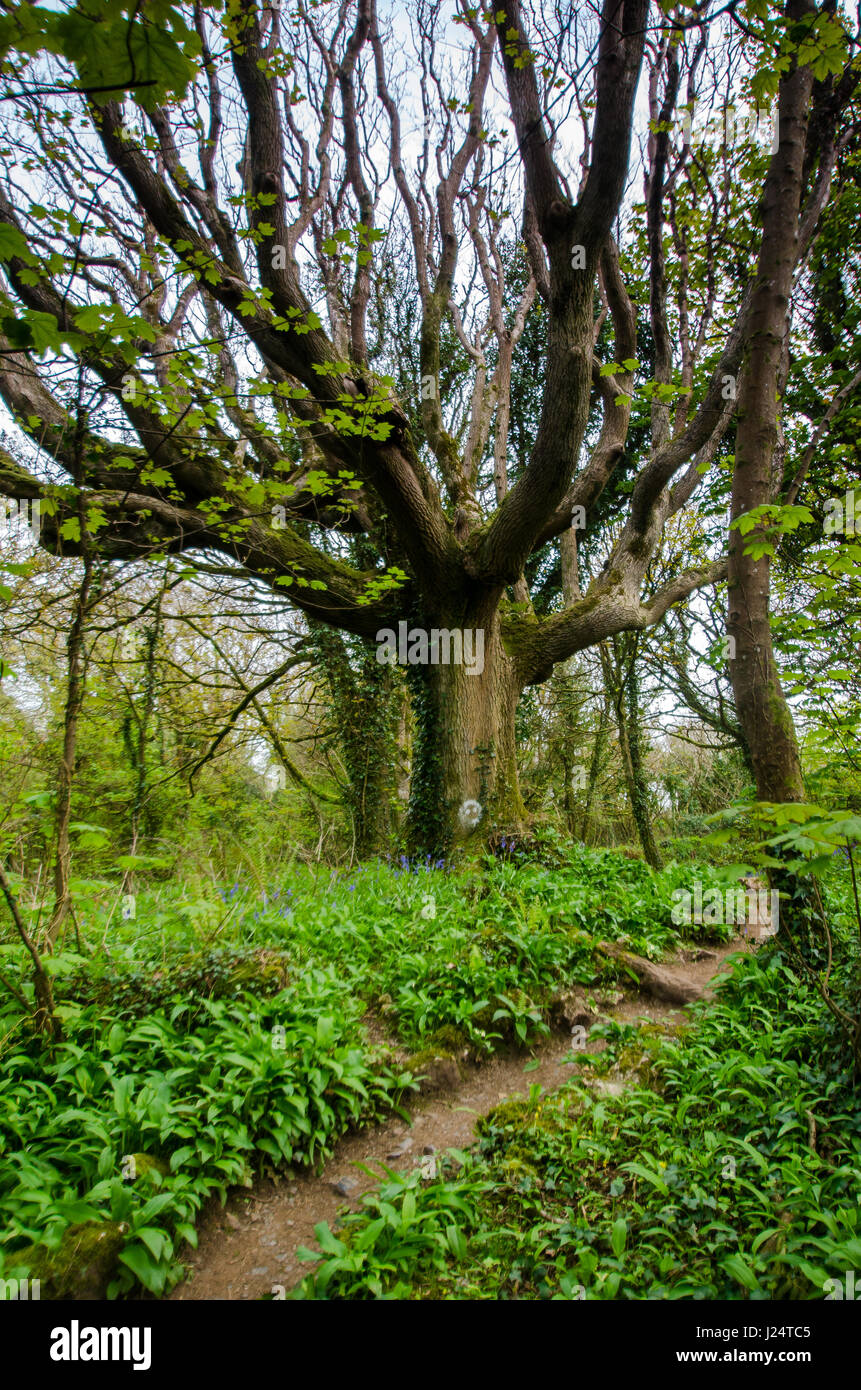The Gower Landscapes Stock Photo - Alamy