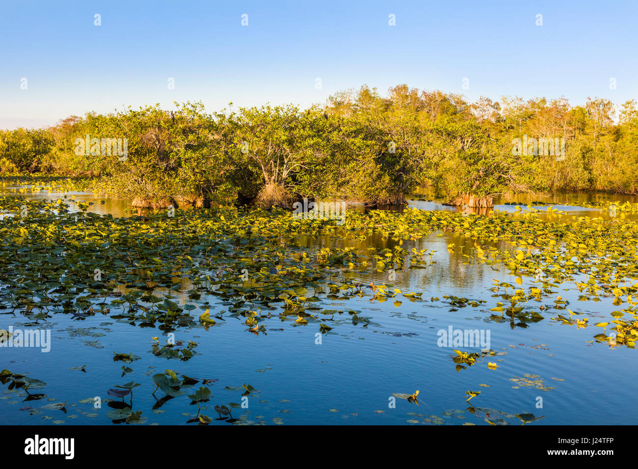 Sawgrass marsh along the popular Anhinga Trail at the Royal Palms ...