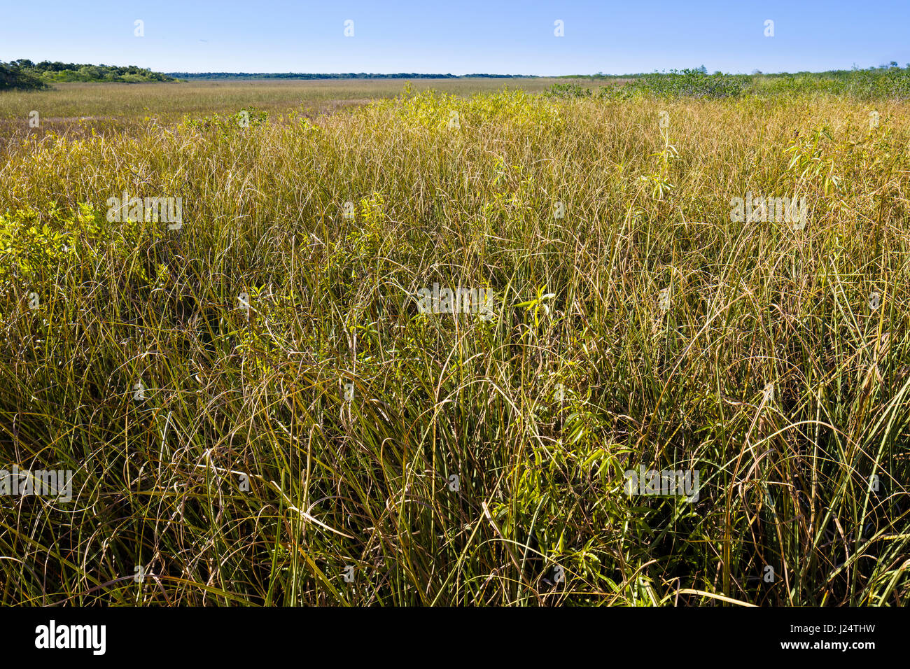 Sawgrass marsh along the popular Anhinga Trail at the Royal Palms ...