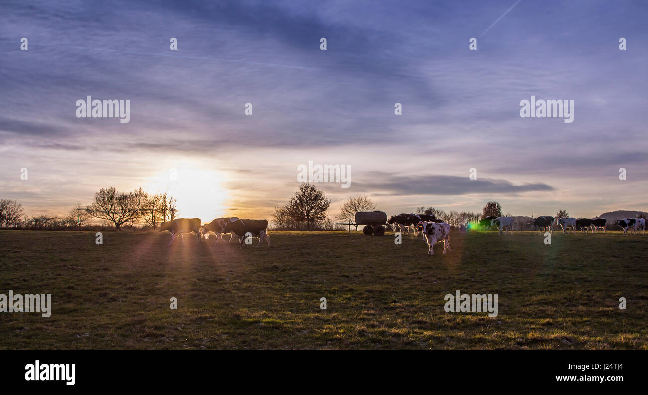Country landscape farm animals hi-res stock photography and images - Alamy