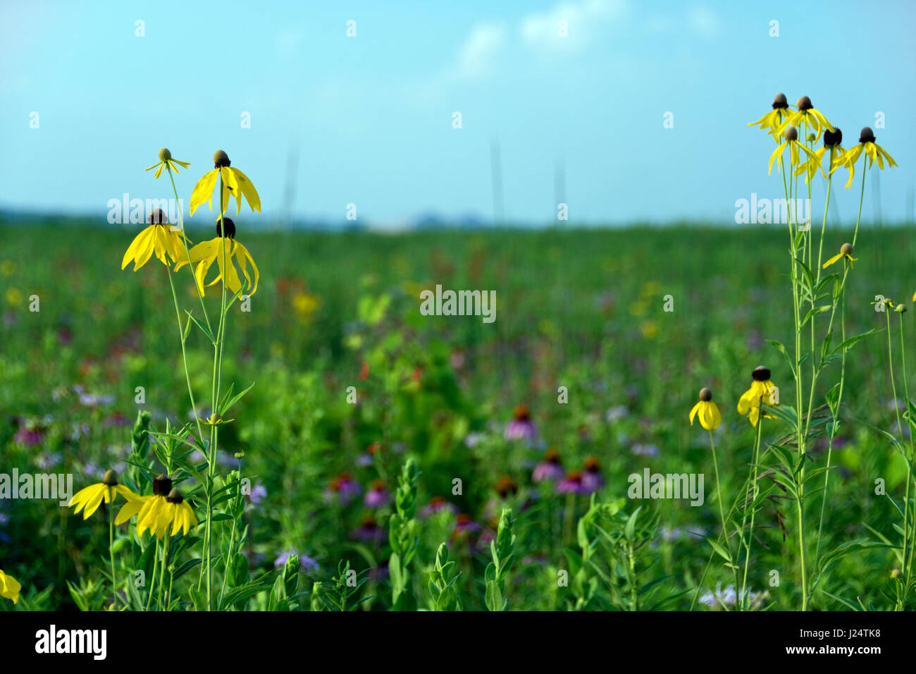 Prairie Coneflowers grow in the Huffman Prairie State Natural Landmark ...