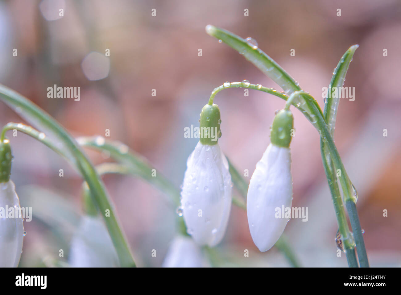 snowdrops spring flowers close- up with water drops nature season ...
