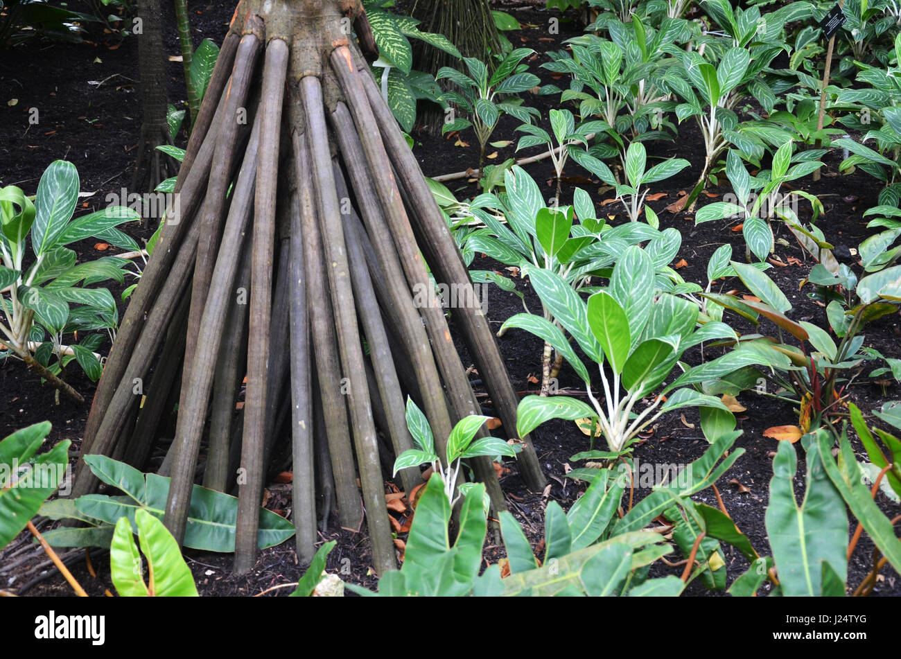 Stilt Root High Resolution Stock Photography and Images - Alamy