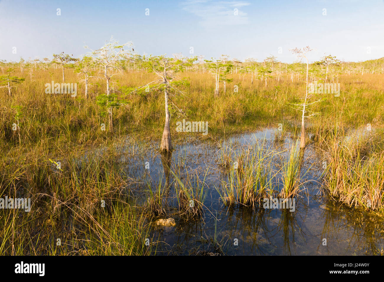 Dwarf Cypress trees in Grasslands at the Pa-hay-okee Overlook in ...