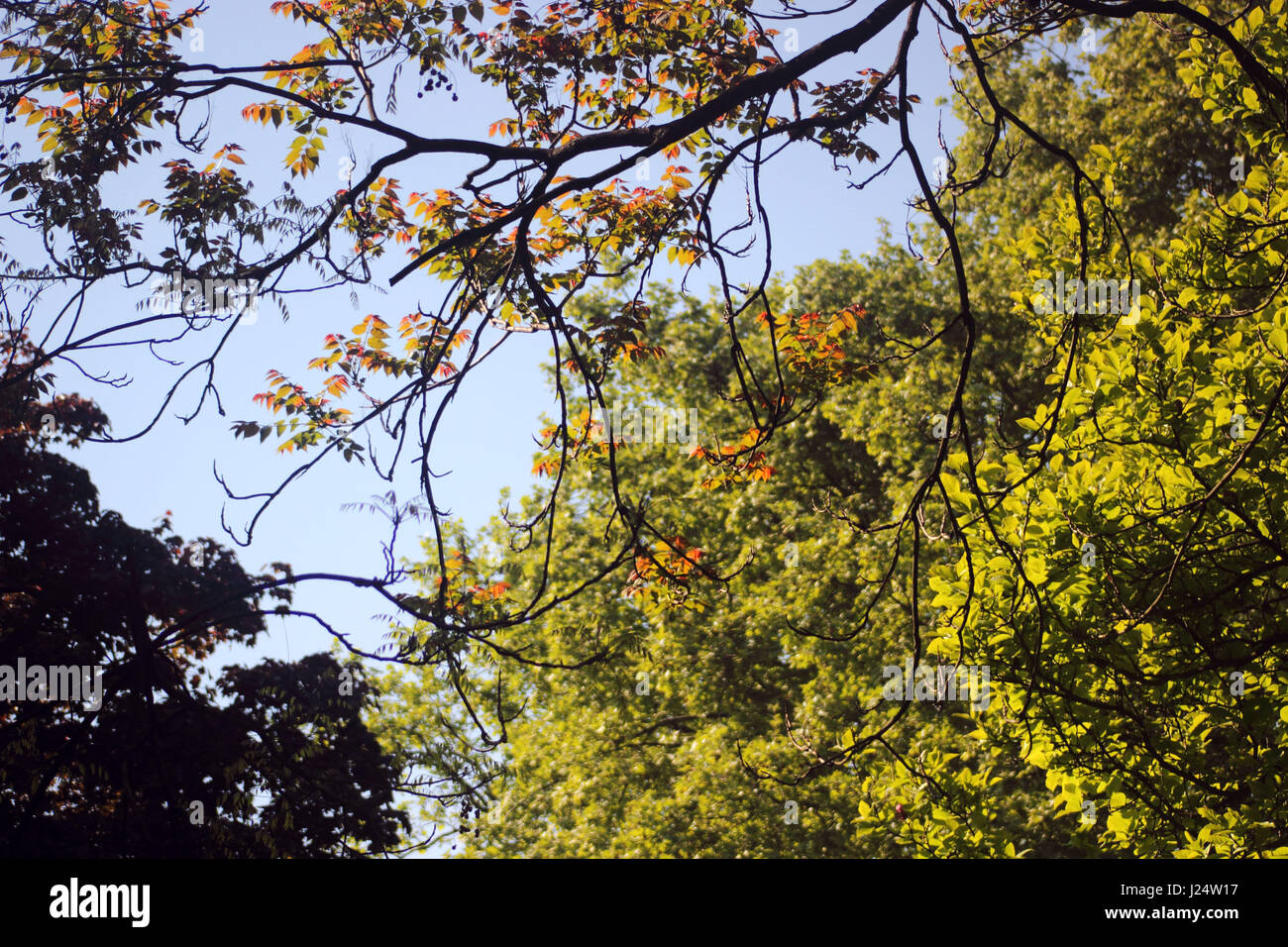 Botany vegetation hi-res stock photography and images - Alamy