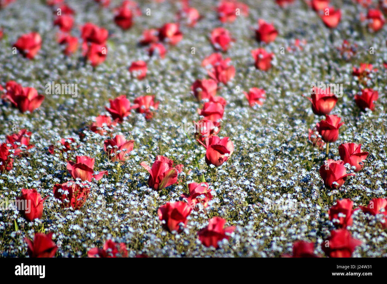 Red and blue flowers hi-res stock photography and images - Alamy