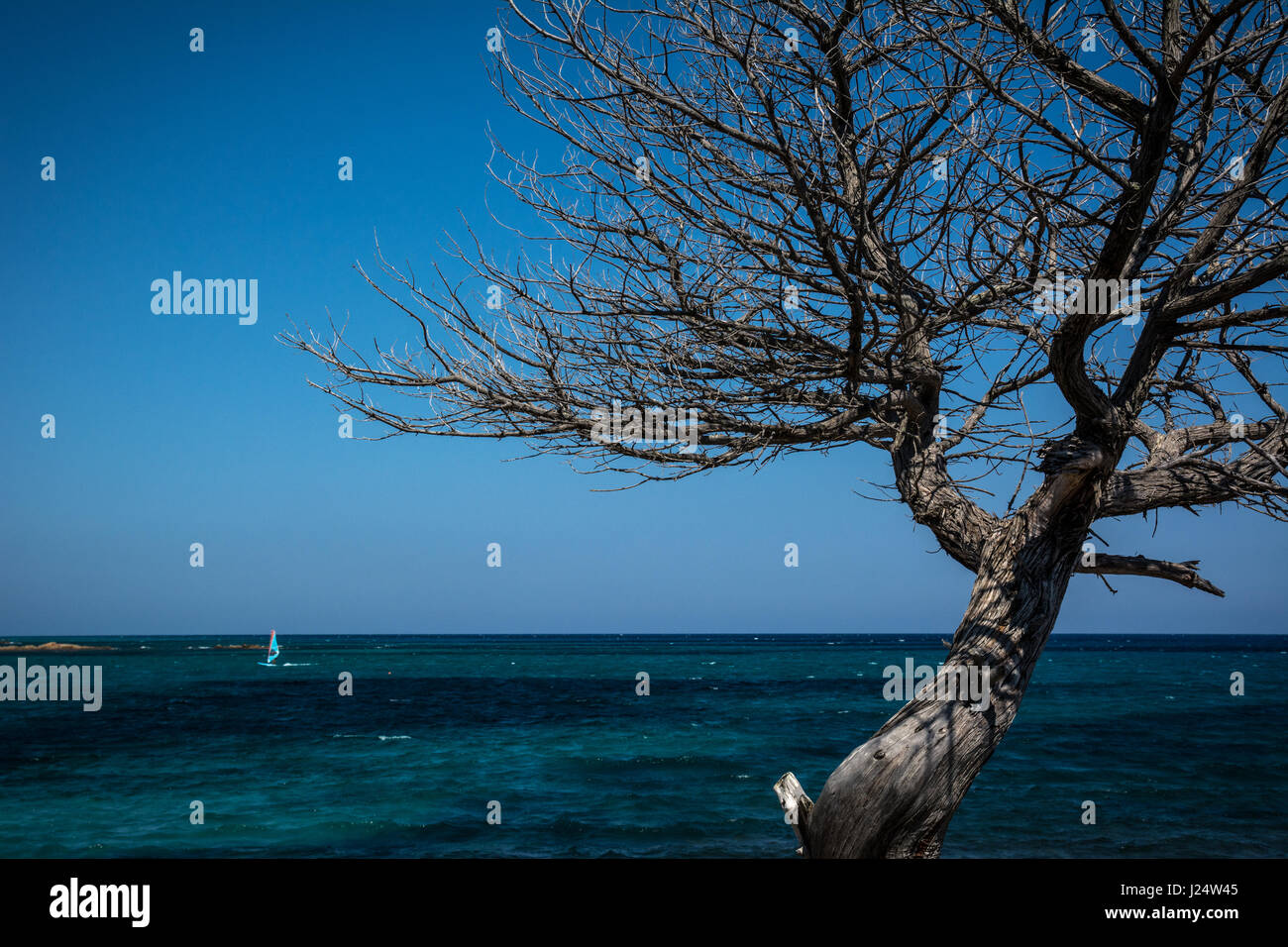 Landscape of Cala Ginepro beach and defoliate tree in the gulf of ...
