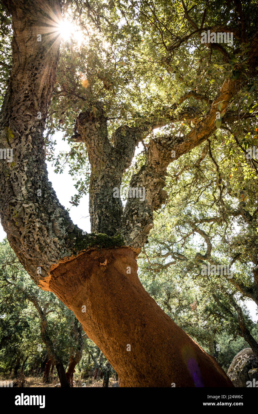 Cork Tree (Quercus Suber) in Sardinia, Italy. The bark is recently ...