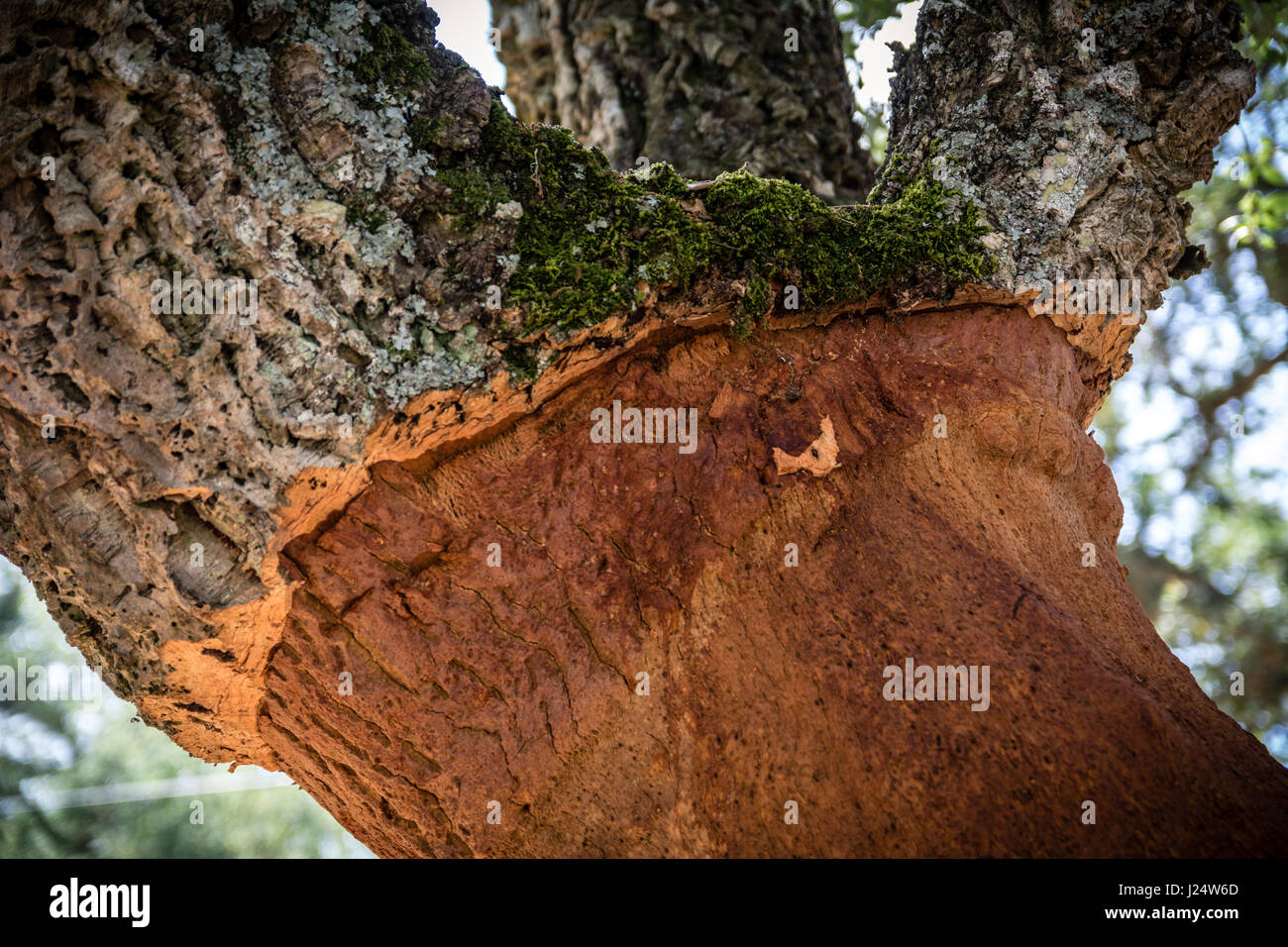 Close-up shot of cork tree (Quercus Suber) with moss in Sardinia, Italy ...