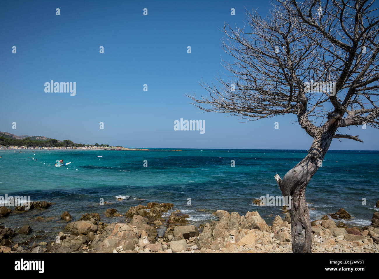 Landscape of Cala Ginepro beach and defoliate tree in the gulf of ...