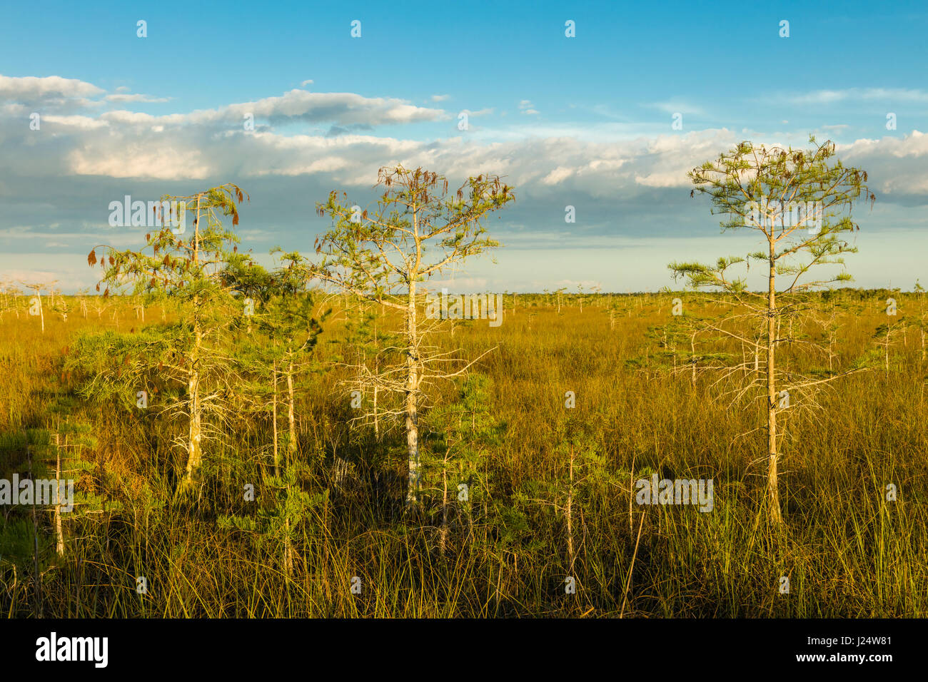 Dwarf Cypress trees in Grasslands at the Pa-hay-okee Overlook in ...