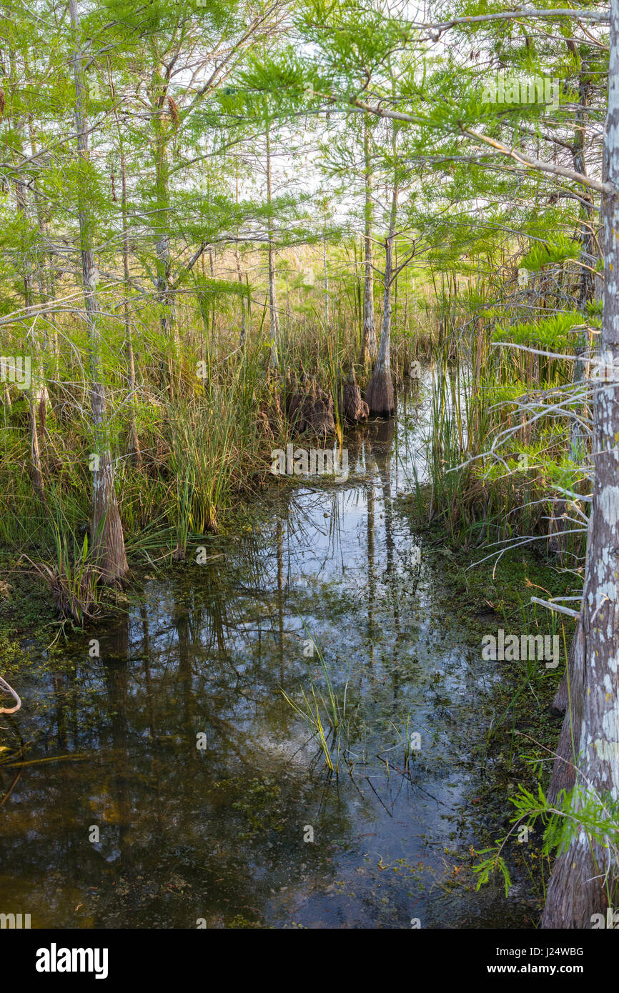 Dwarf Cypress trees in grasslands at the Pa-hay-okee Overlook in ...