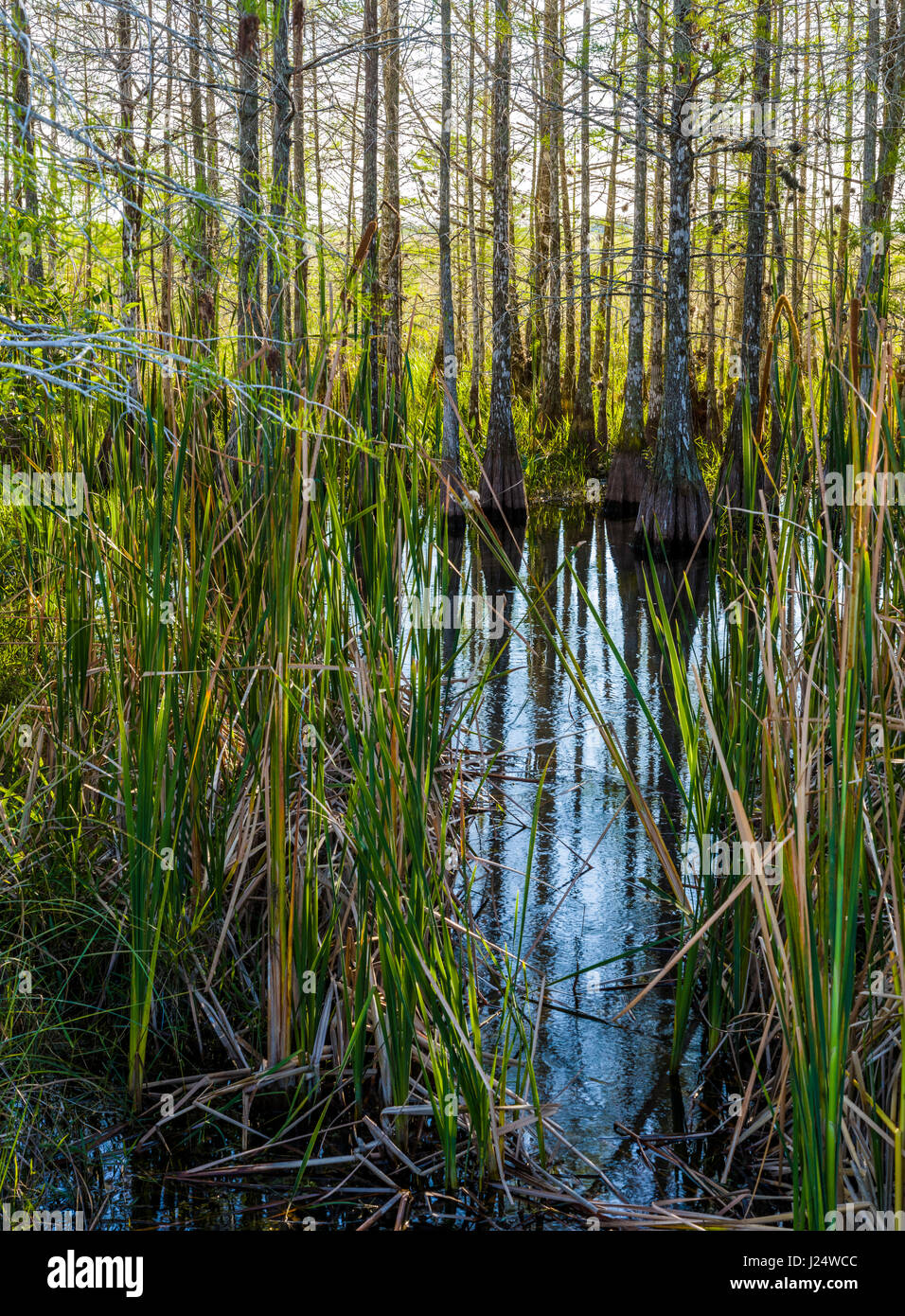 Swamp Lands High Resolution Stock Photography and Images - Alamy