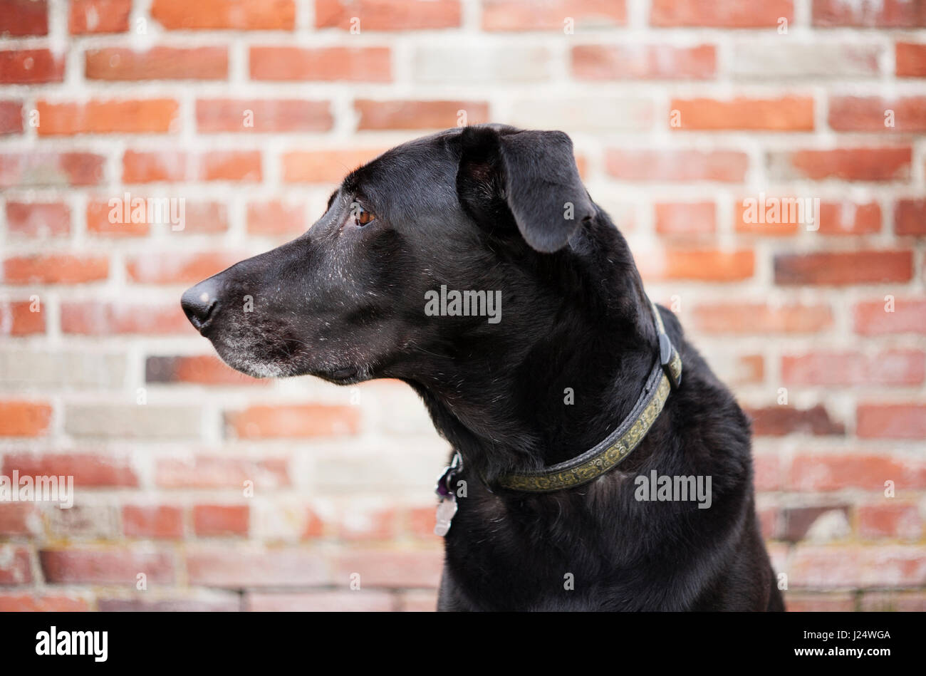 Large breed dogs hi-res stock photography and images - Alamy