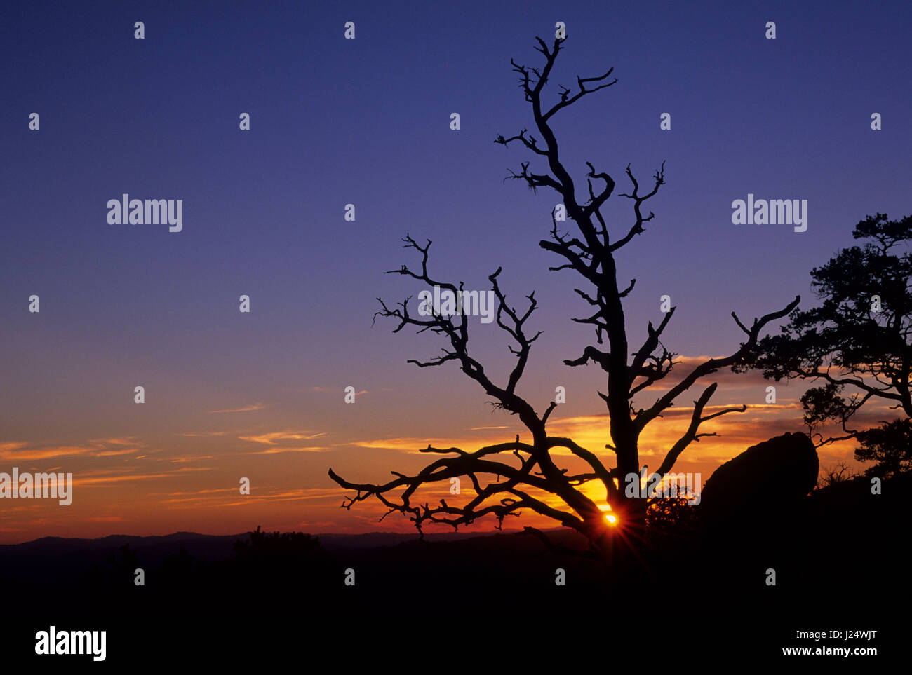 Pinyon pine snag sunset with sunburst, Mojave National Preserve ...