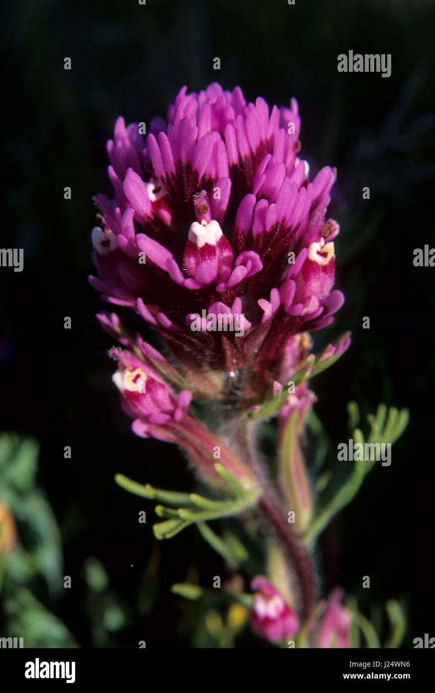 Owl clover hi-res stock photography and images - Alamy