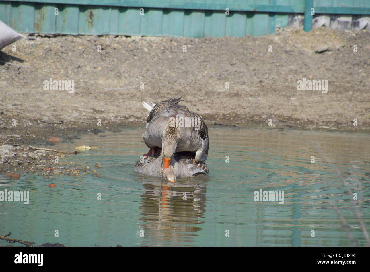 The gray goose is domestic. Homemade gray goose. Homemade geese in an ...