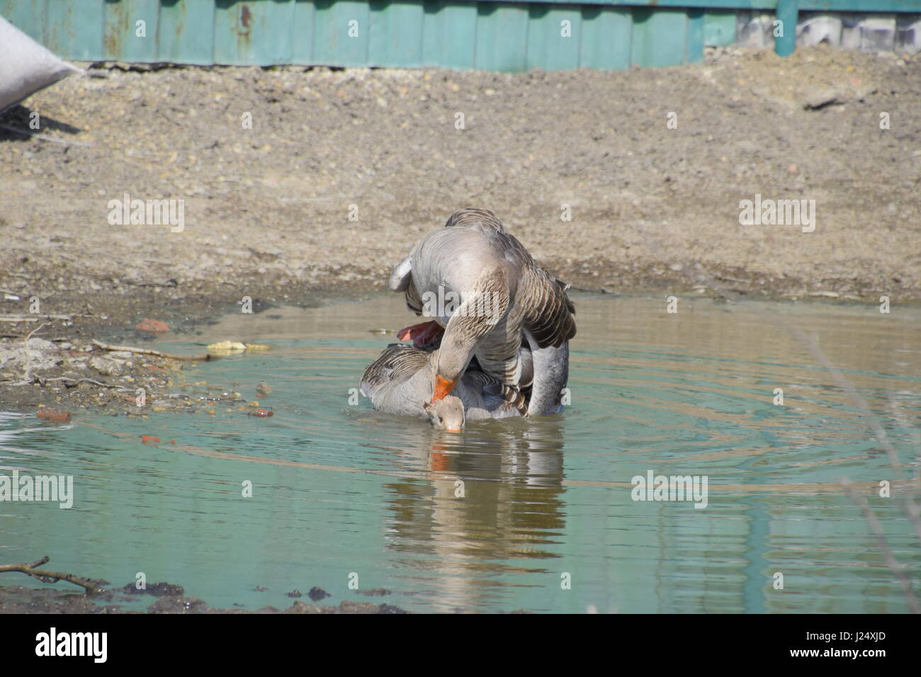 The gray goose is domestic. Homemade gray goose. Homemade geese in an ...