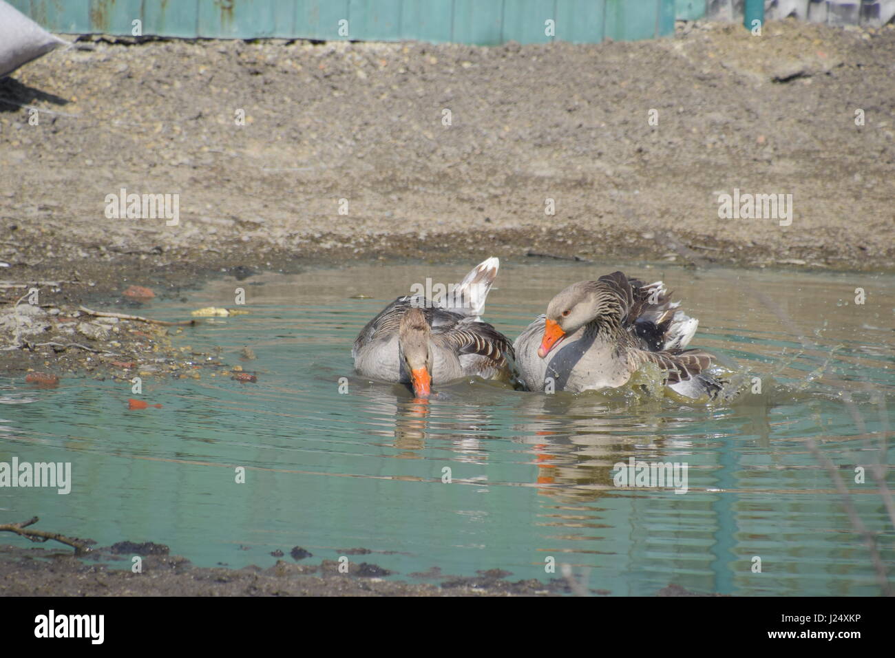 The gray goose is domestic. Homemade gray goose. Homemade geese in an ...