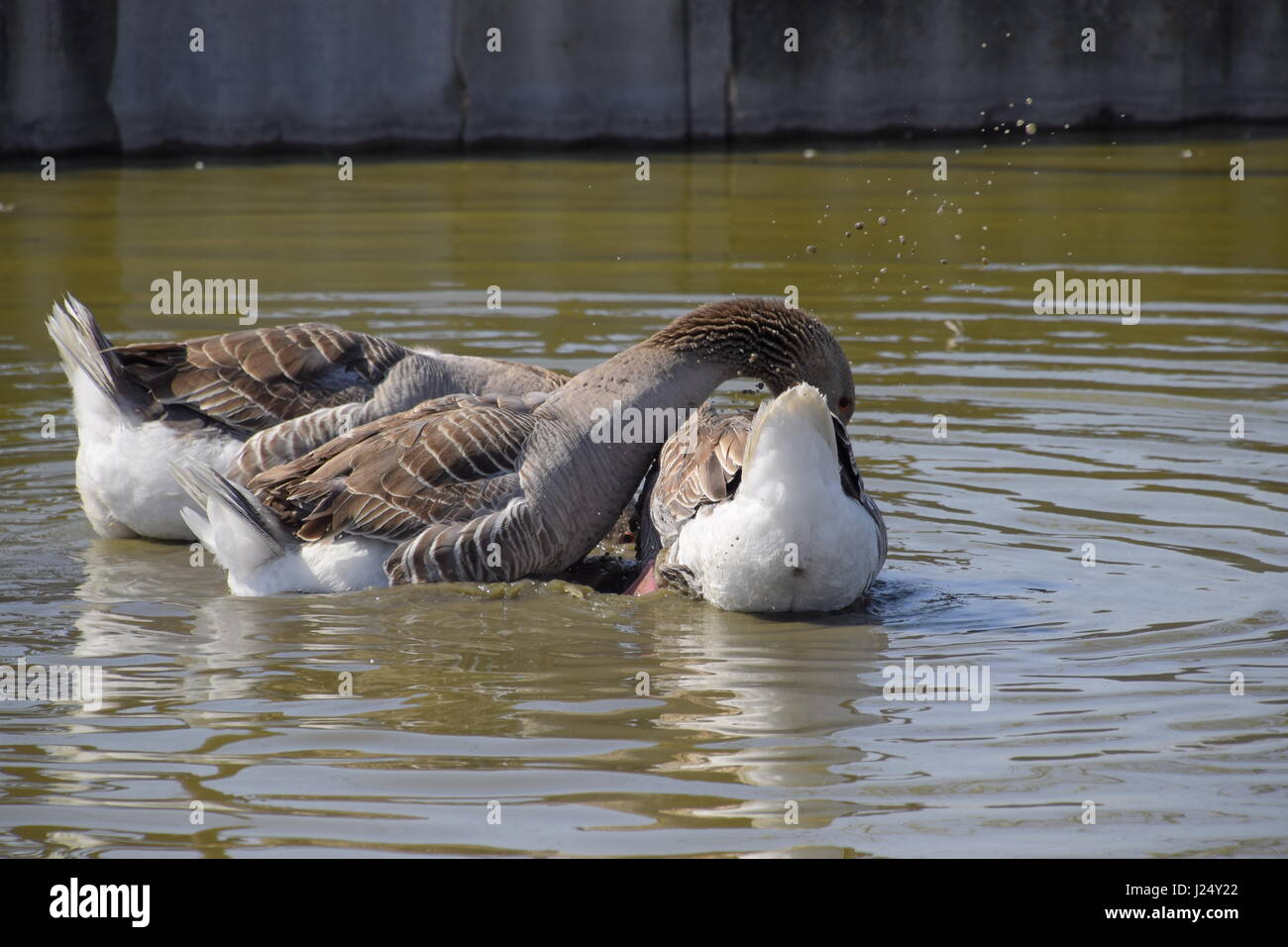 The gray goose is domestic. Homemade gray goose. Homemade geese in an ...