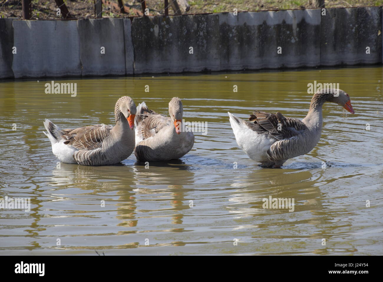 The gray goose is domestic. Homemade gray goose. Homemade geese in an ...