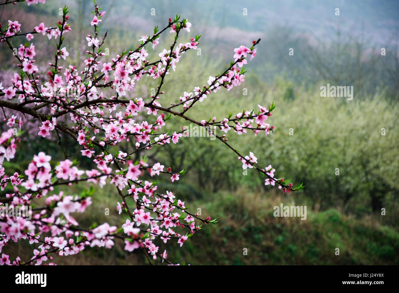 Beautiful peach flower fields scenery in the mist Stock Photo - Alamy