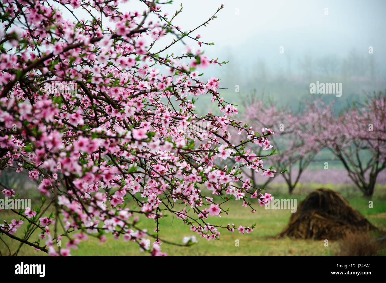 Beautiful peach flower fields scenery in the mist Stock Photo - Alamy