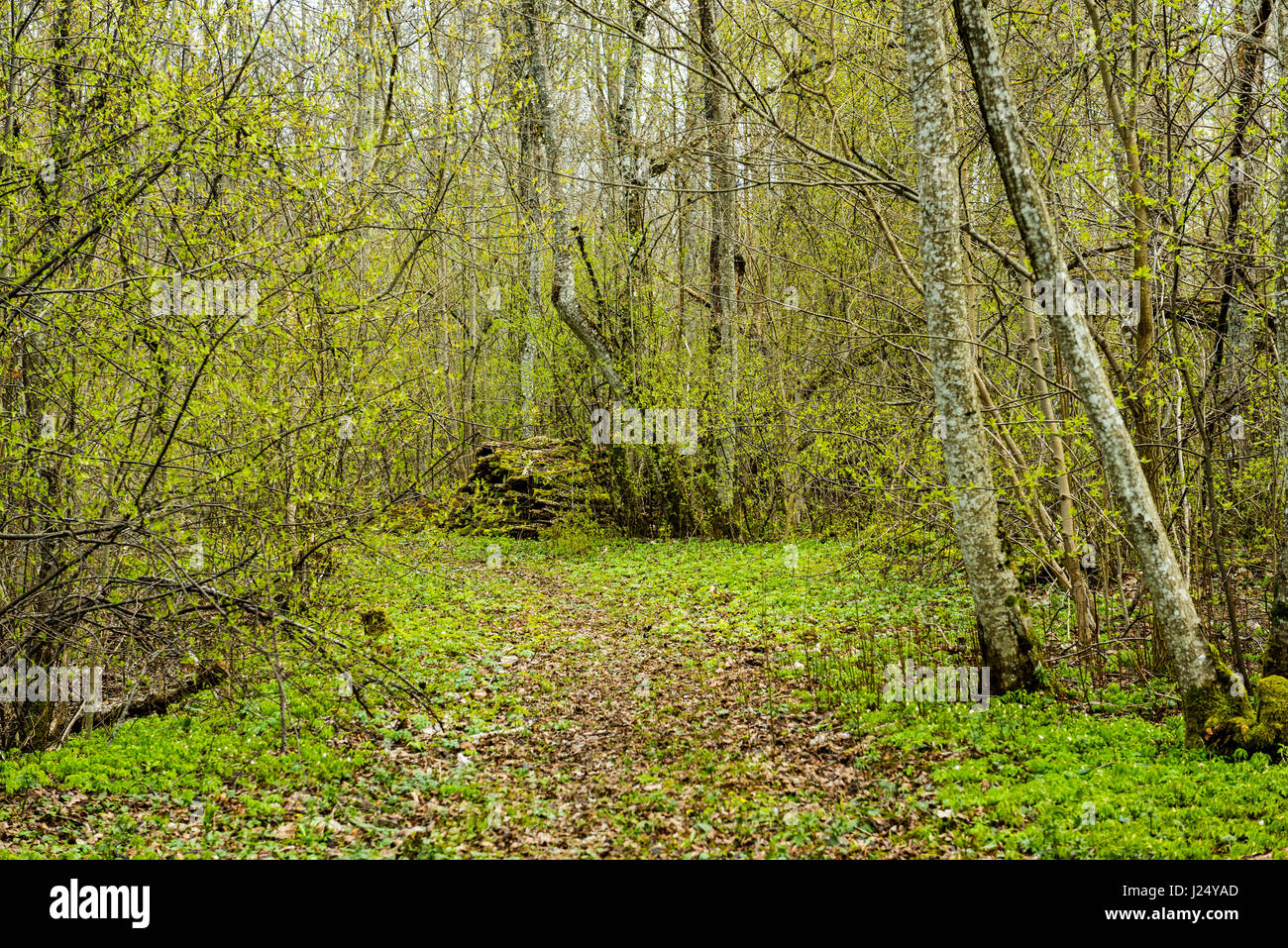 scenic and beautiful tourism gravel roud in the forest surrounded by ...