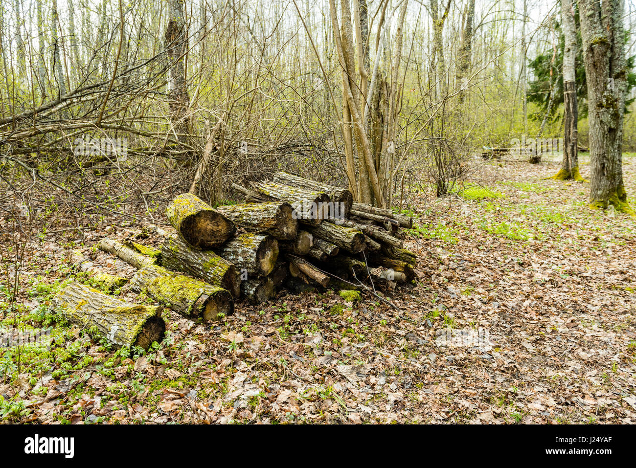 scenic and beautiful tourism gravel roud in the forest with piles of ...