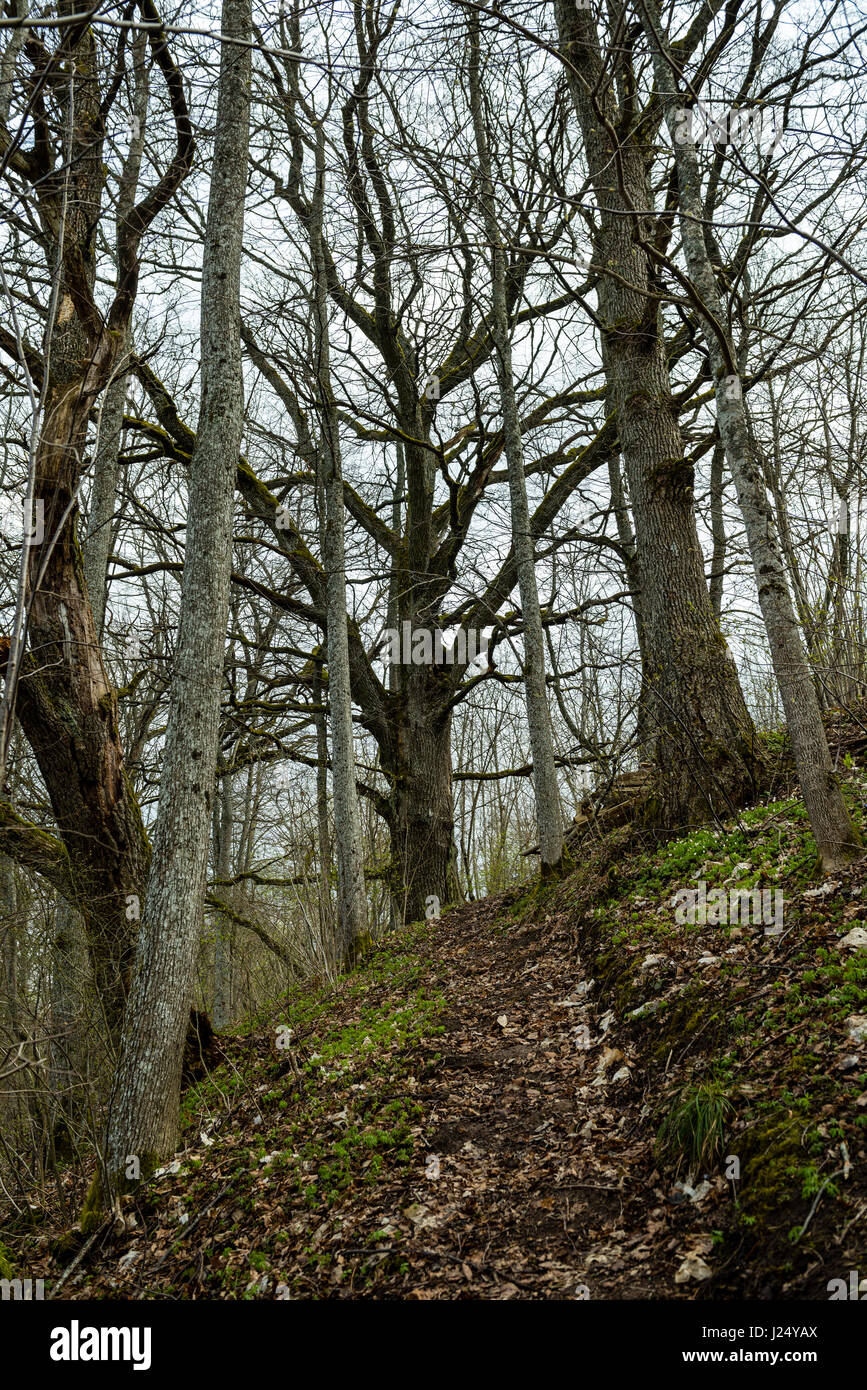 old large tree against blue sky with branches wide spread Stock Photo ...