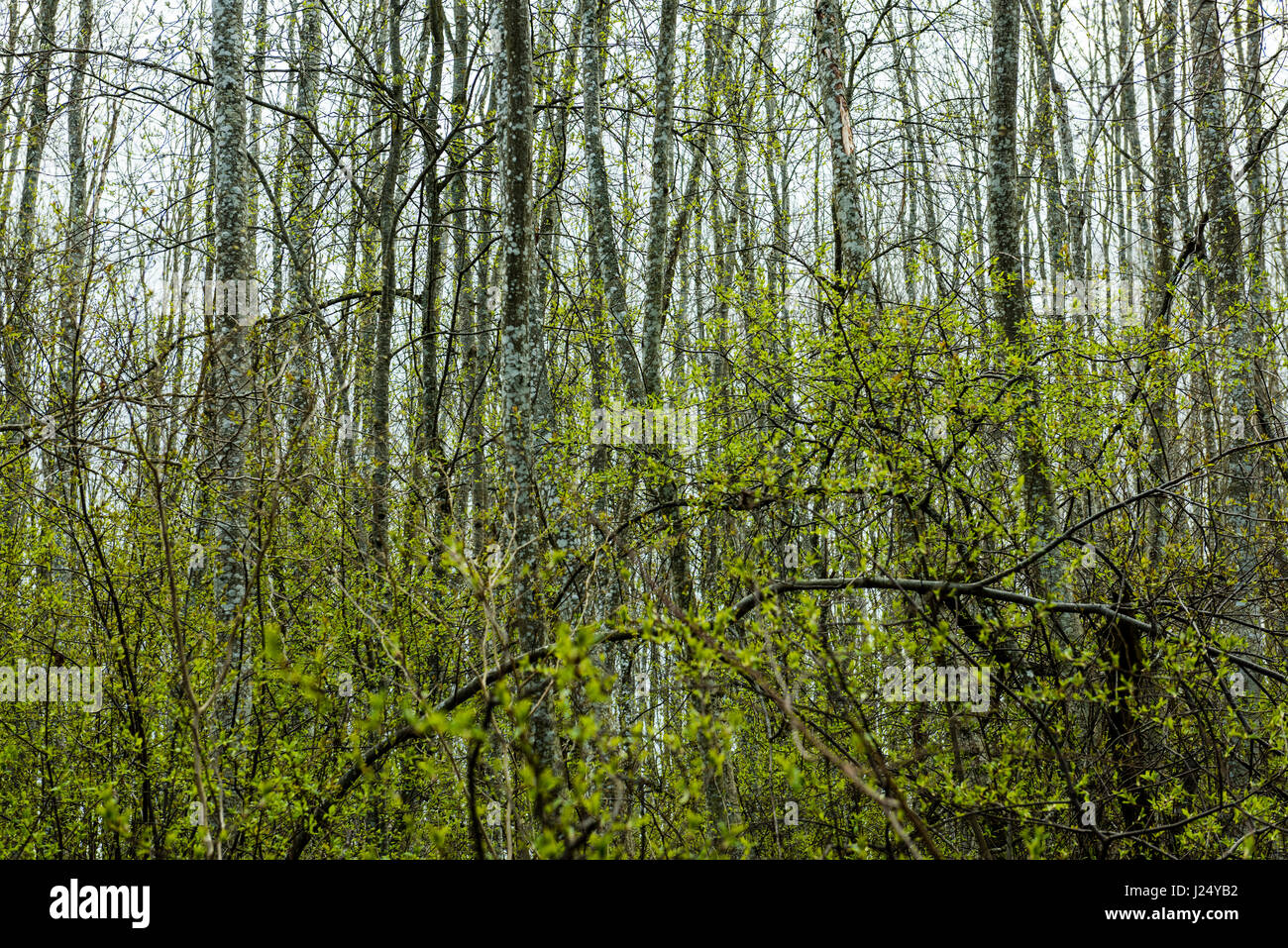trees against blue sky with branches wide spread. spring motives Stock ...