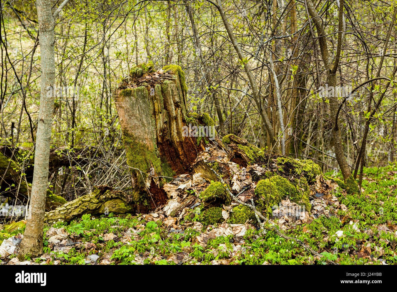 scenic and beautiful tourism gravel roud in the forest with piles of ...