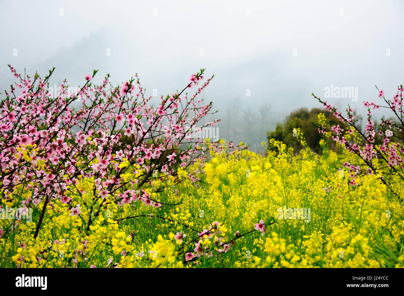 Beautiful peach flower fields scenery in the mist Stock Photo - Alamy