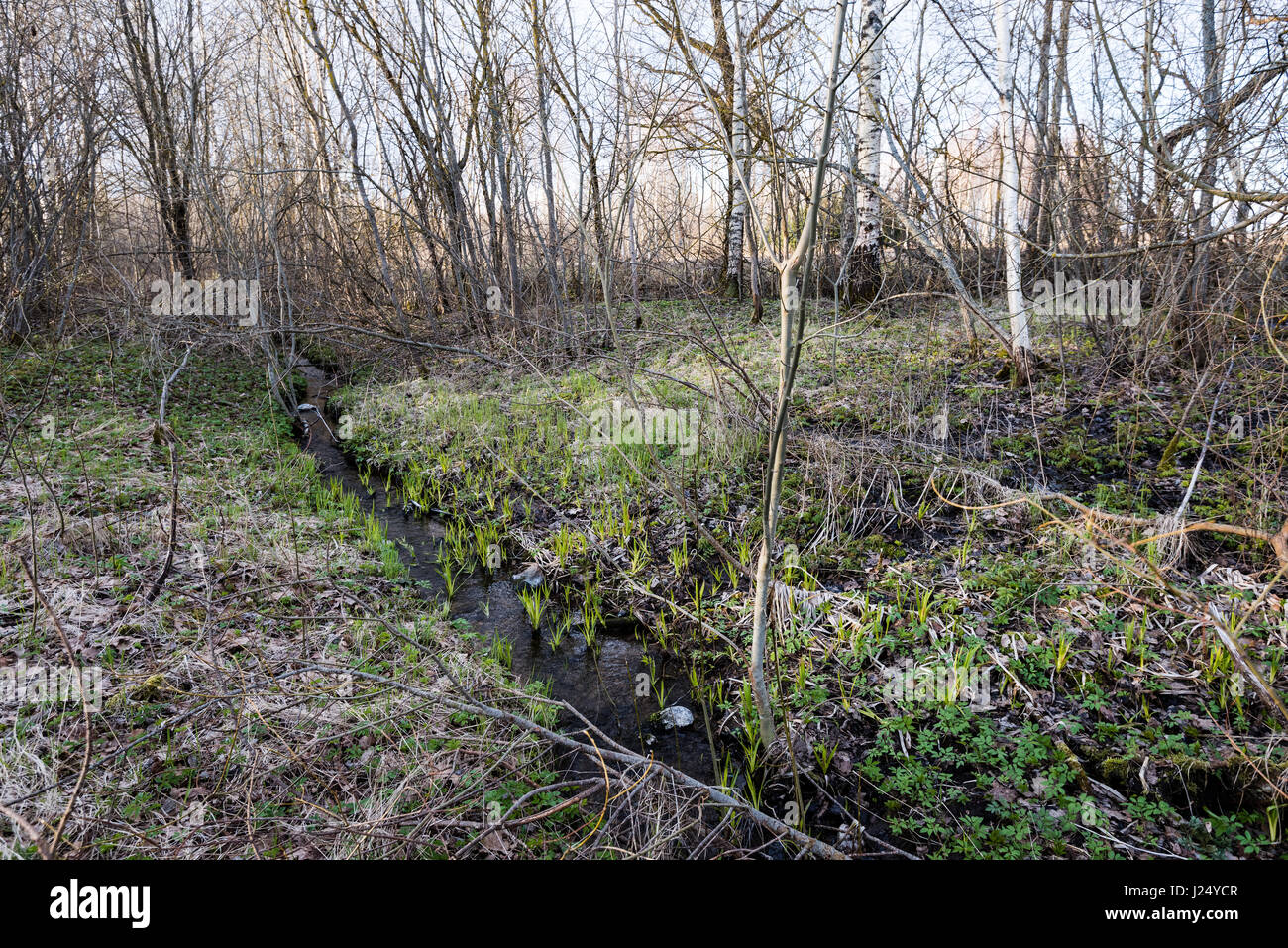 trees against blue sky with branches wide spread. spring motives Stock ...