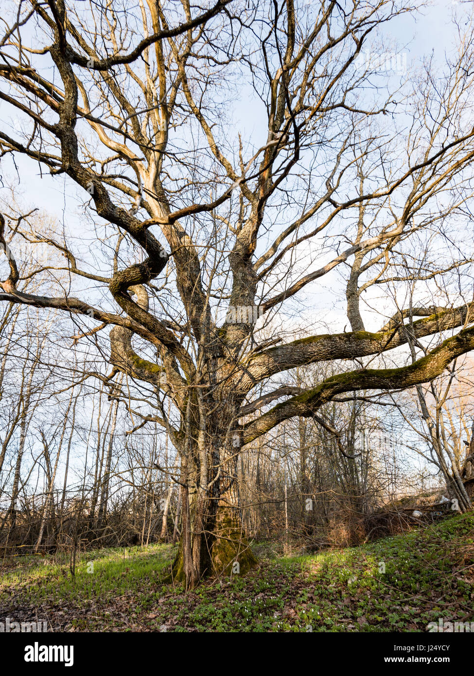 old large tree against blue sky with branches wide spread Stock Photo ...
