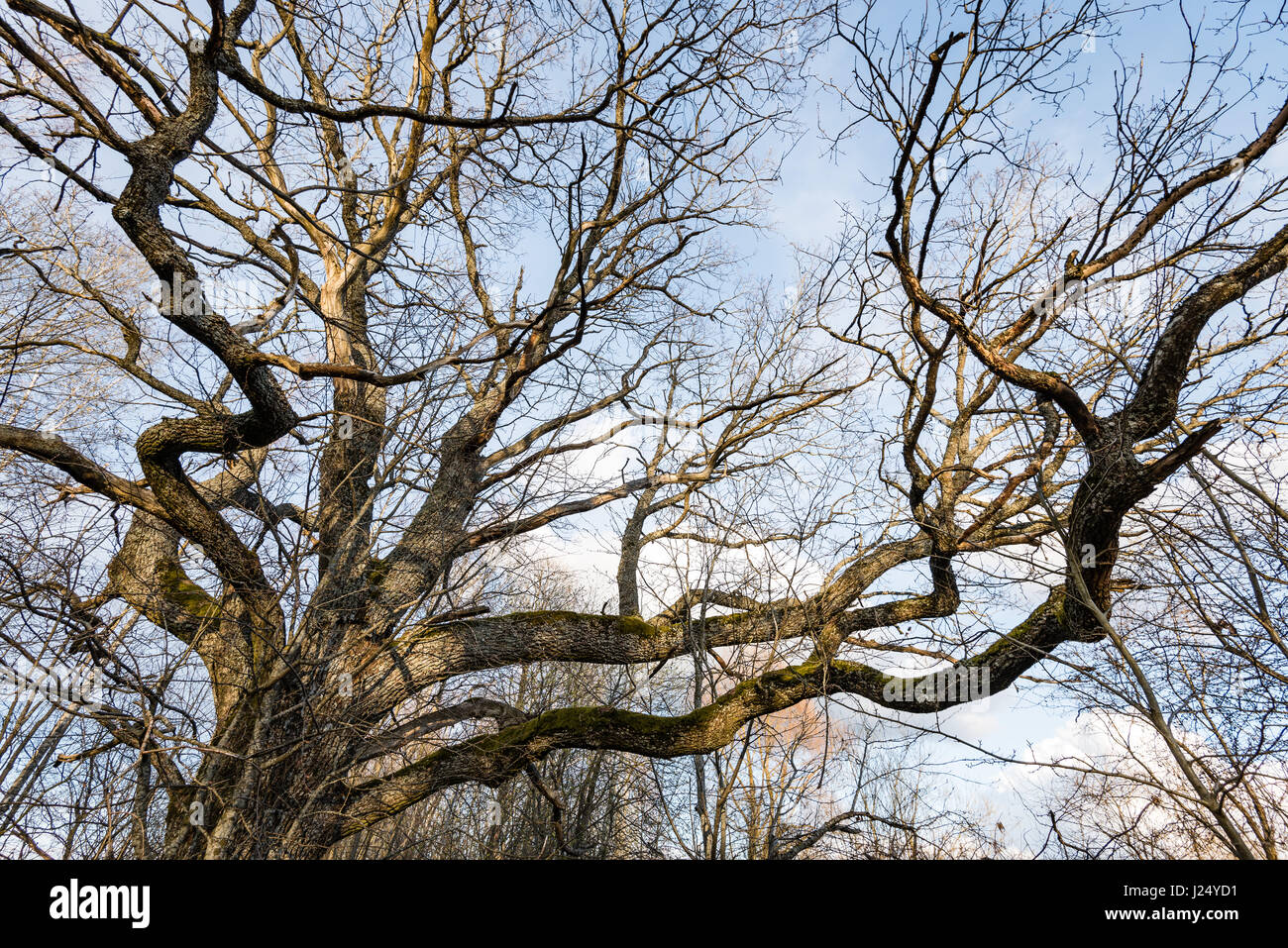 old large tree against blue sky with branches wide spread Stock Photo ...