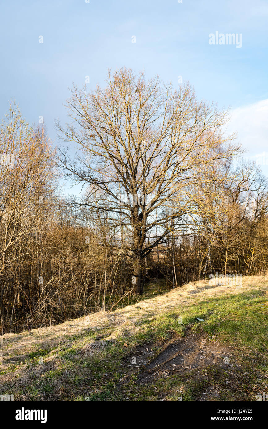 trees against blue sky with branches wide spread. spring motives Stock ...