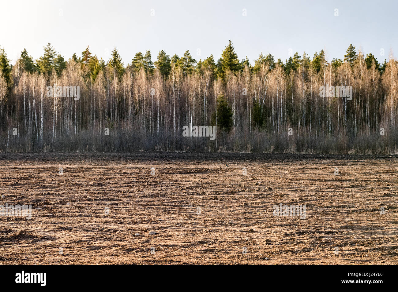 trees against blue sky with branches wide spread. spring motives Stock ...