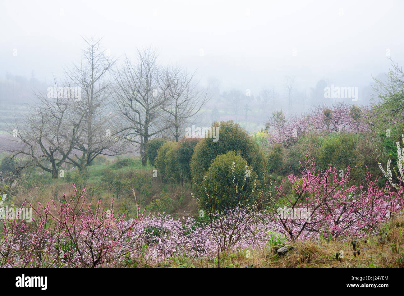 Beautiful peach flower fields scenery in the mist Stock Photo - Alamy