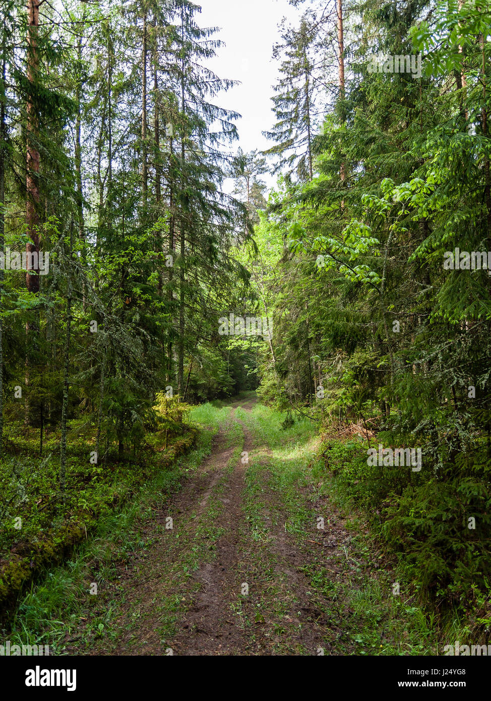 scenic and beautiful tourism gravel roud in the forest surrounded by ...