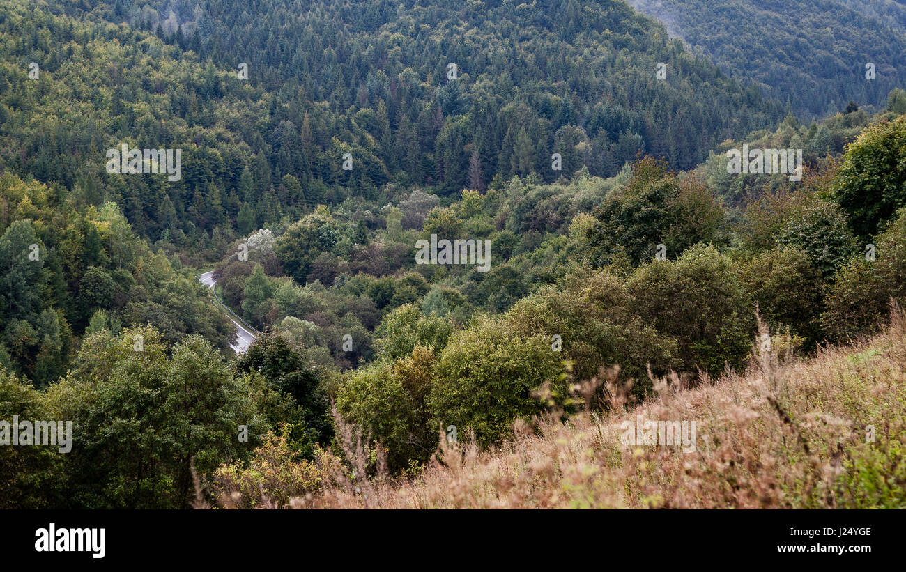 trees against blue sky with branches wide spread. spring motives Stock ...