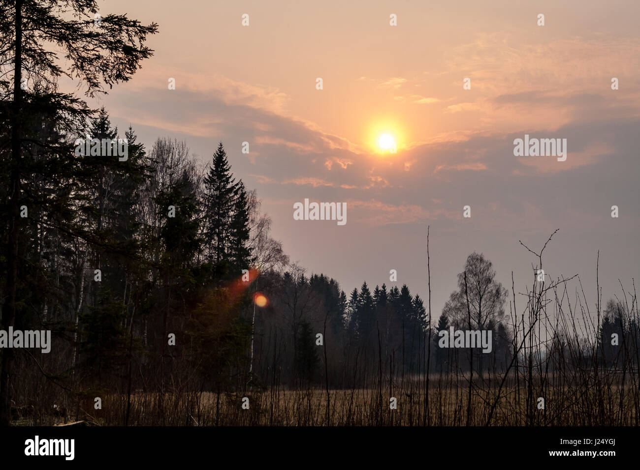 trees against blue sky with branches wide spread. spring motives Stock ...