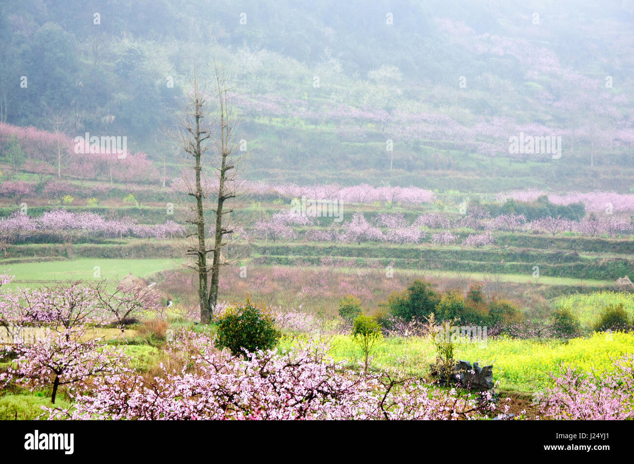 Beautiful peach flower fields scenery in the mist Stock Photo - Alamy