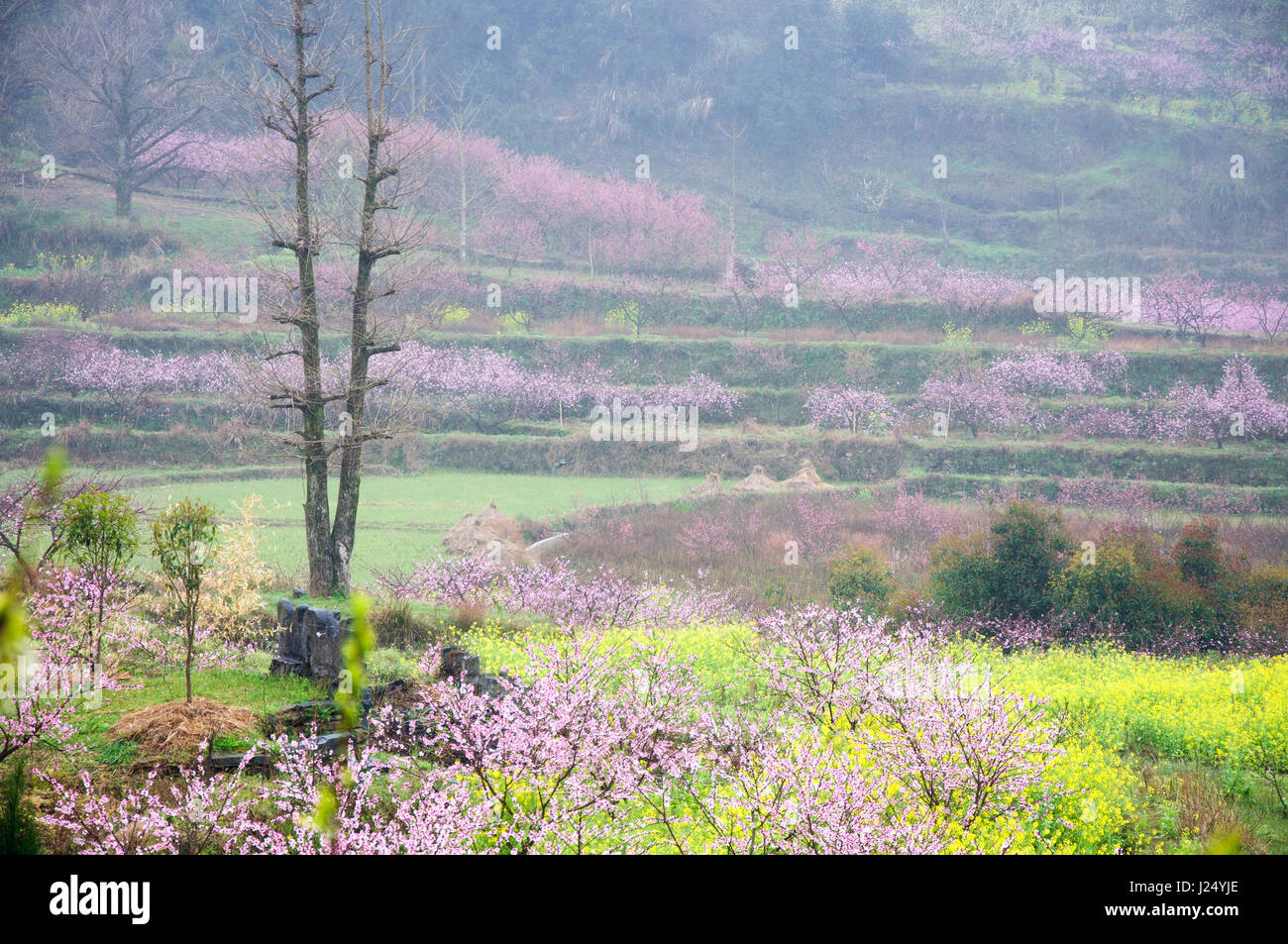 Beautiful peach flower fields scenery in the mist Stock Photo - Alamy