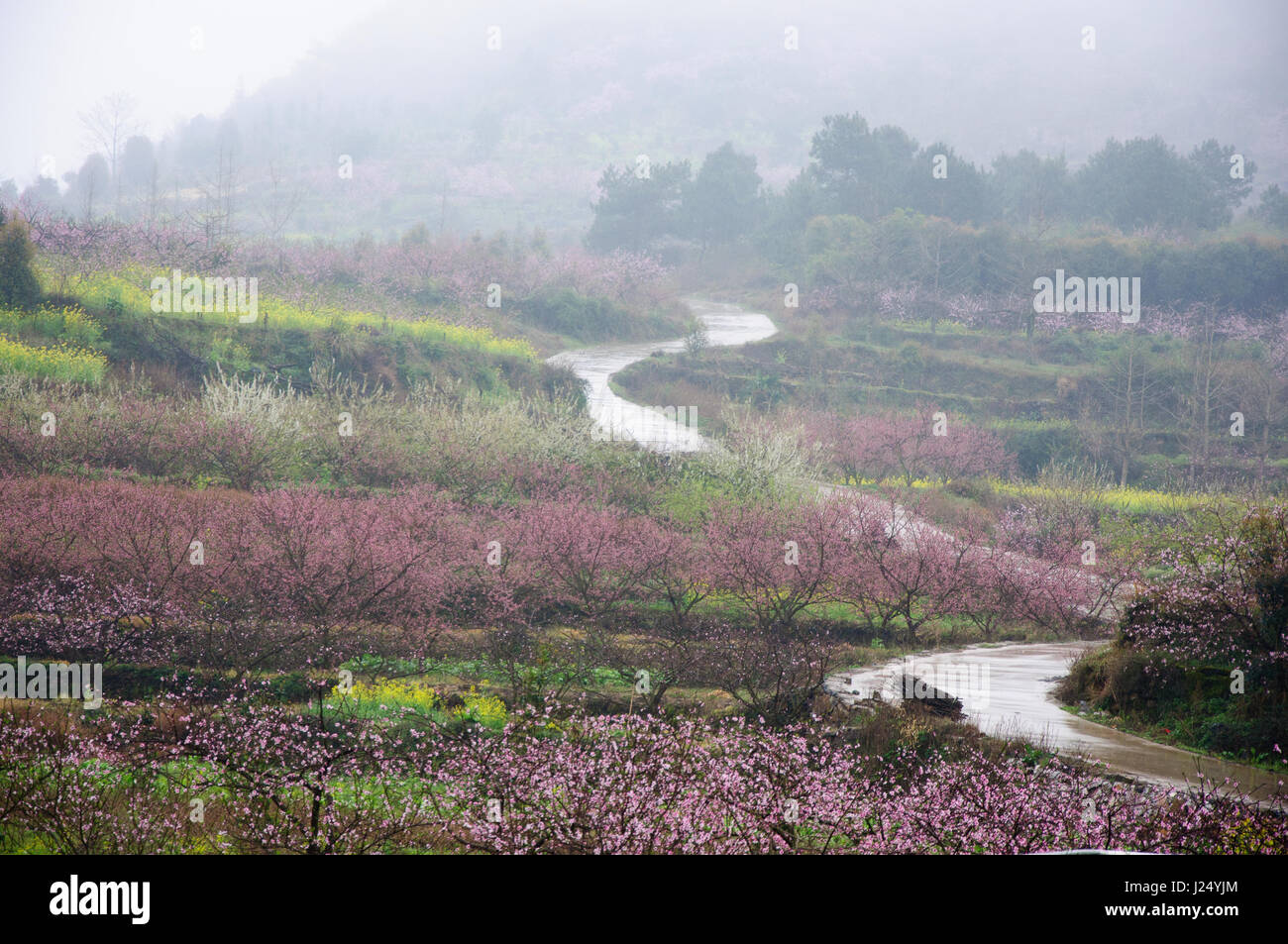 Beautiful peach flower fields scenery in the mist Stock Photo - Alamy