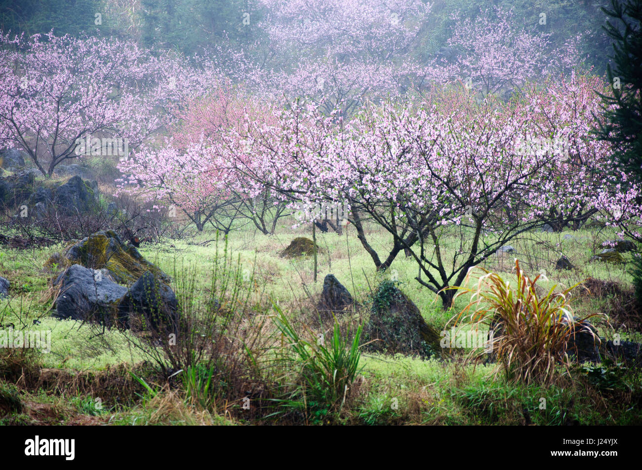 Beautiful peach flower fields scenery in the mist Stock Photo - Alamy