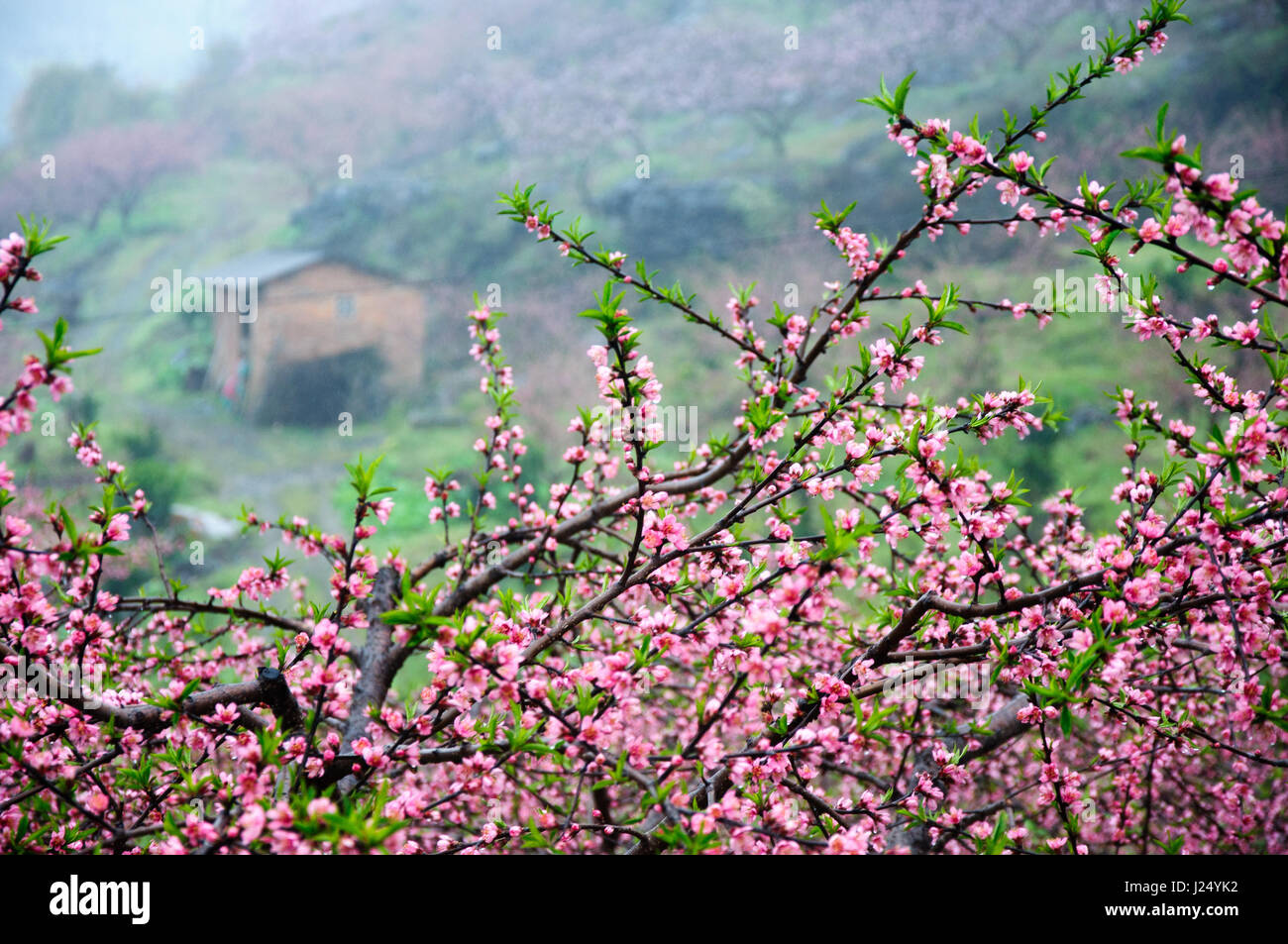 Beautiful peach flower fields scenery in the mist Stock Photo - Alamy
