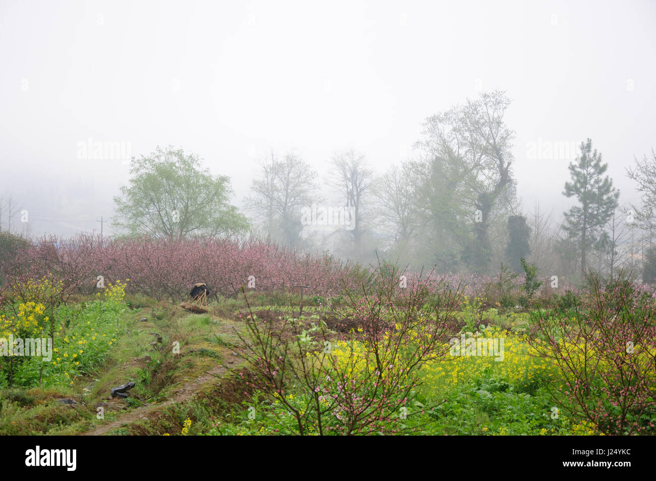 Beautiful peach flower fields scenery in the mist Stock Photo - Alamy