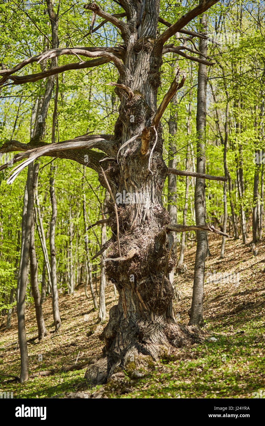Centennial old chestnut tree in a forest Stock Photo - Alamy